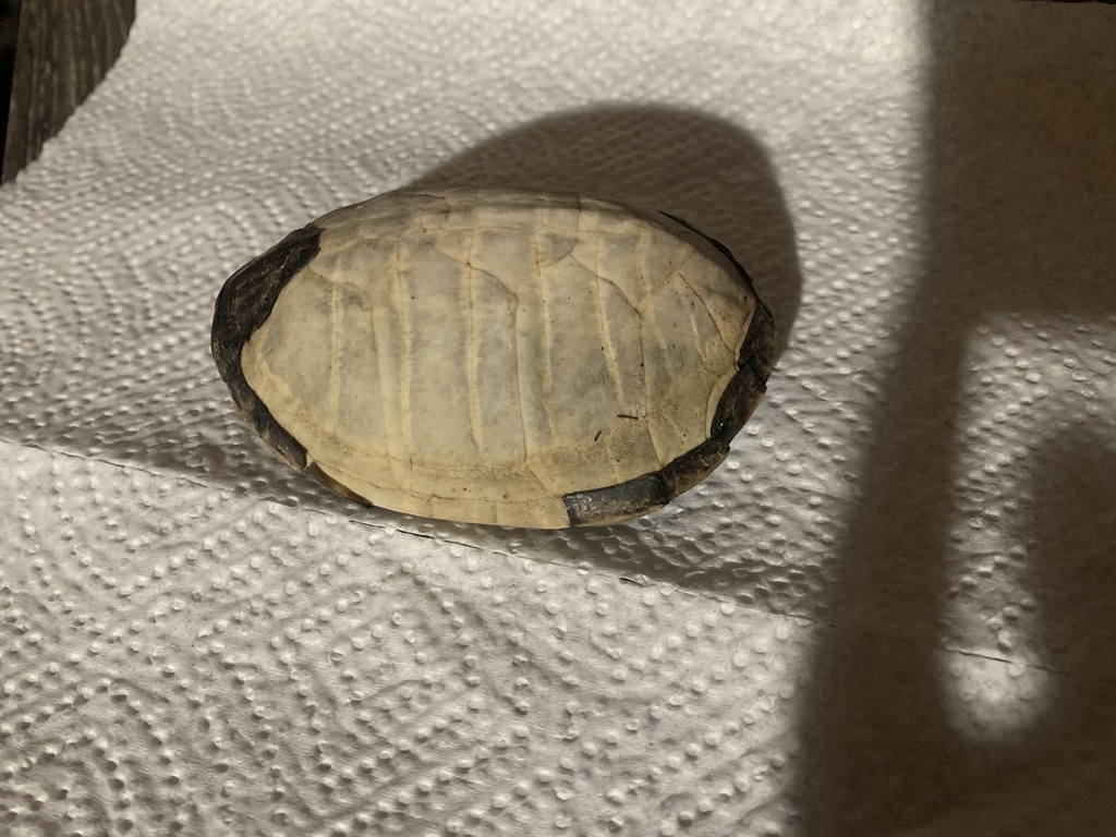 Eastern Musk Turtle in July 2025 by dhdunfgfishevf · iNaturalist