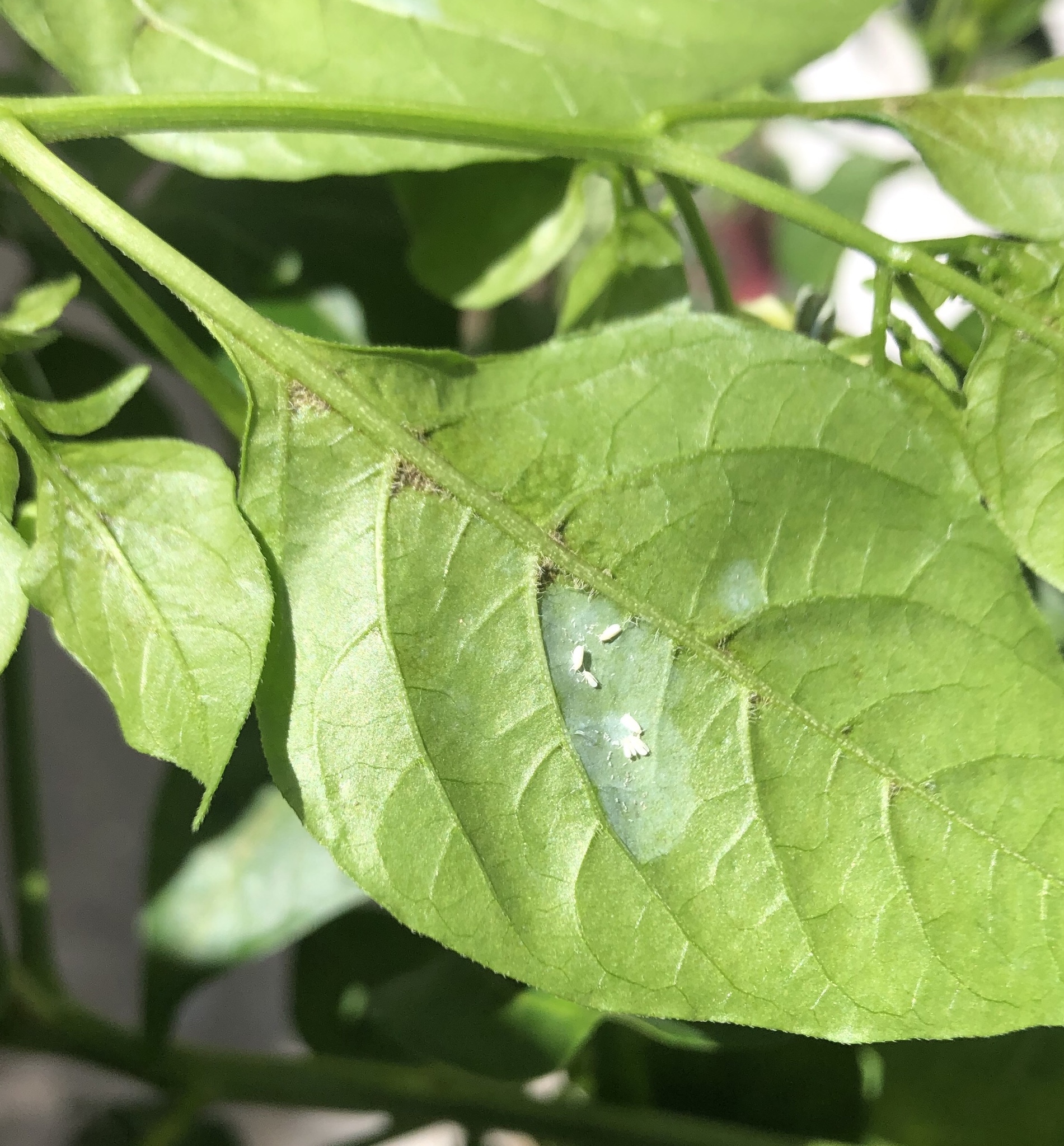 Bemisia tabaci (Gennadius, 1889)