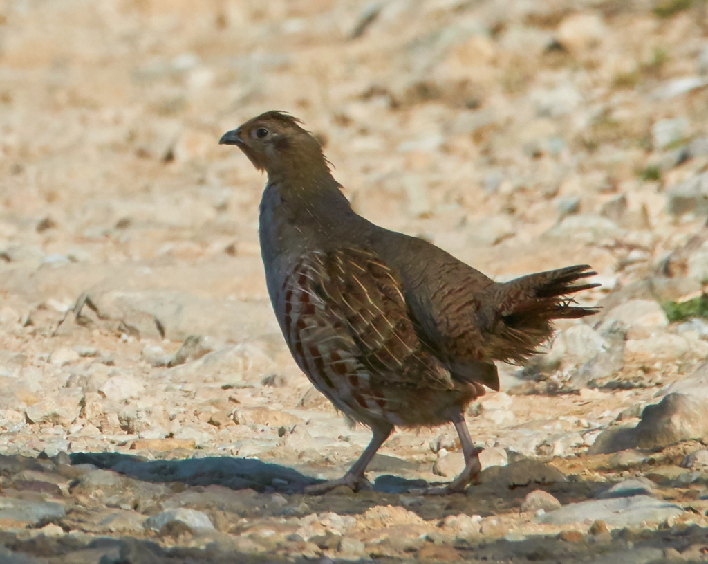 Gray Partridge from Provincia di Cuneo, Italia on June 24, 2019 at 08: ...