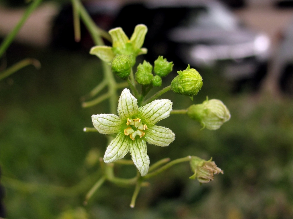 Eastern White-bryony (Biodiversity WSU Pullman) · iNaturalist