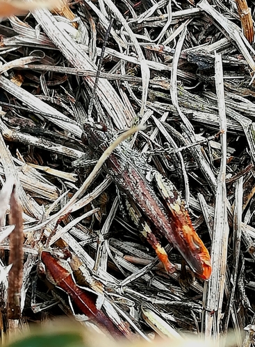 Subspecies Chorthippus mollis ignifer · iNaturalist