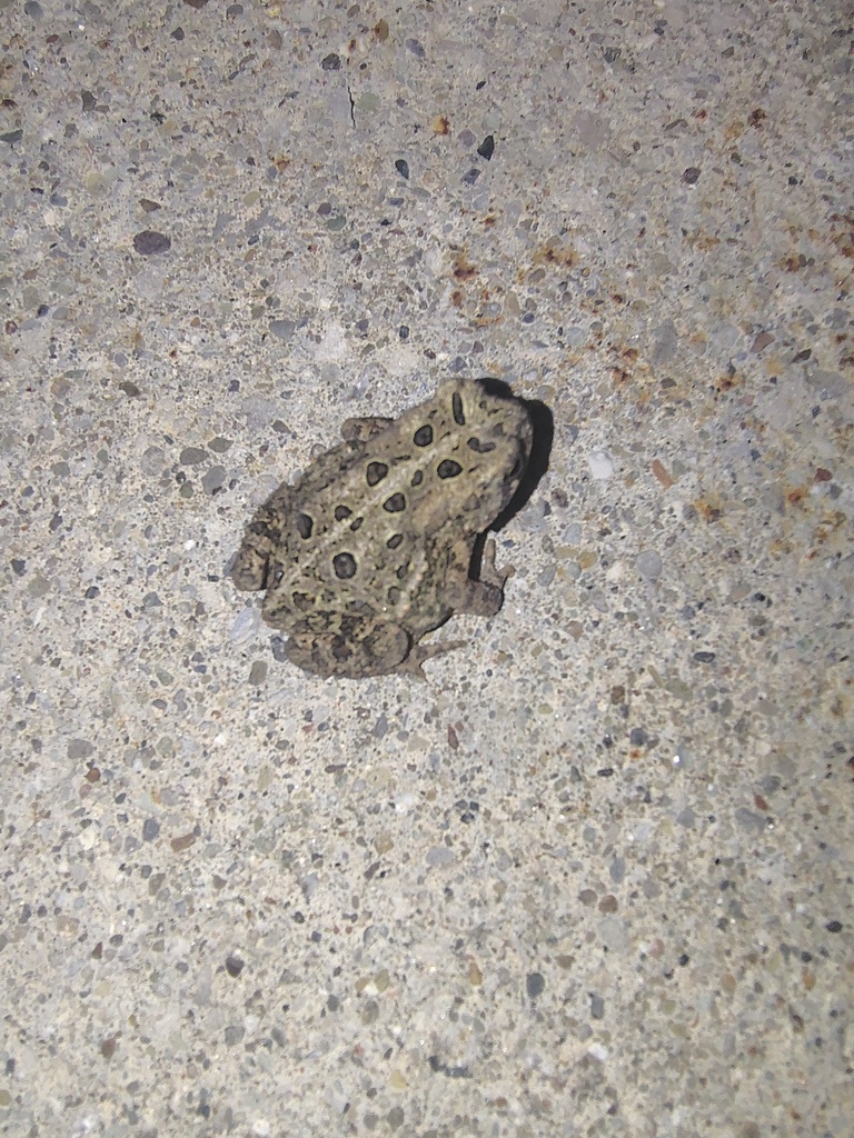 Fowler's Toad from Delaware, OH 43015, USA on July 19, 2025 at 12:56 AM ...