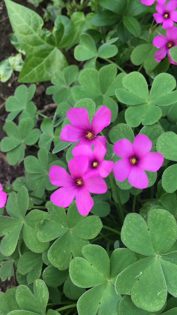 pink-sorrel from Antuco on October 12, 2019 by marcelofloresjara ...