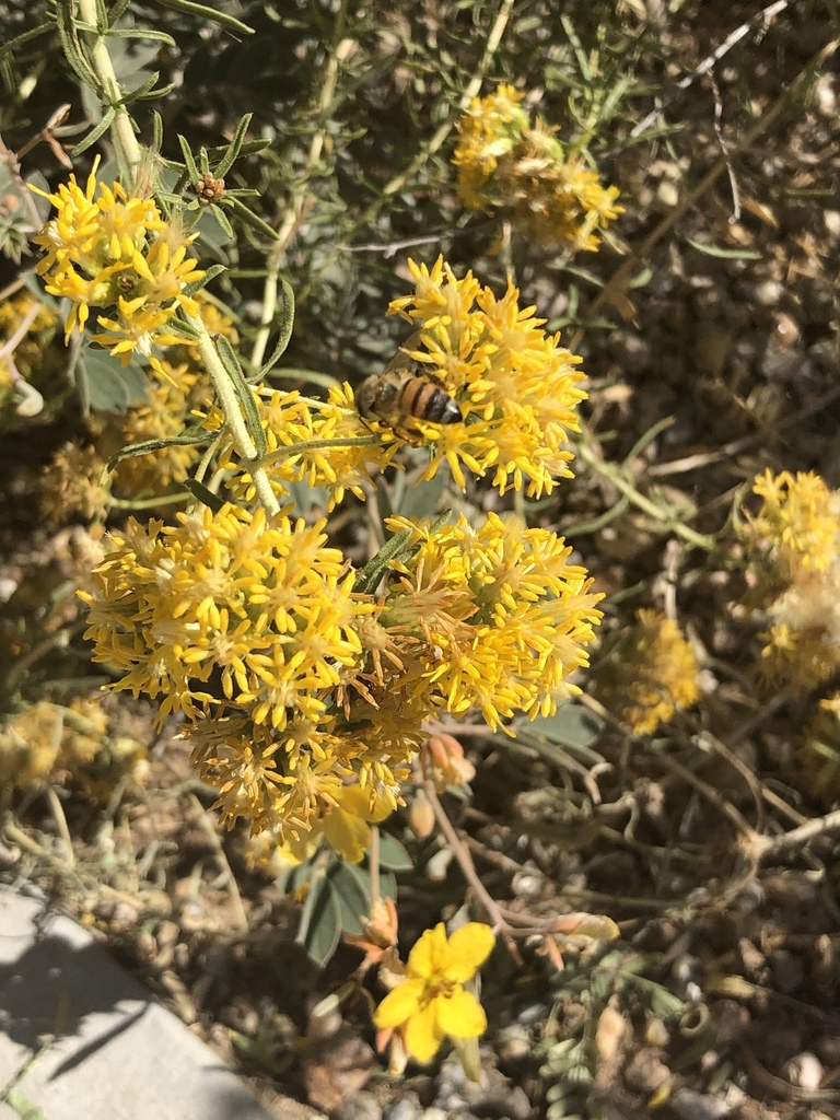 Western Honey Bee from Riparian Preserve At Water Ranch, Gilbert, AZ ...