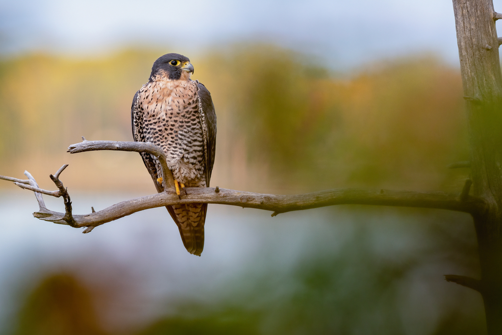 Peregrine Falcon from New North End, Burlington, VT, USA on October 12 ...