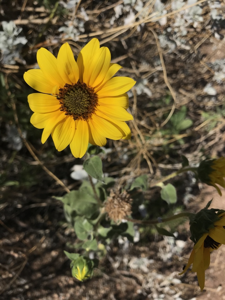 Common Sunflower from Riparian Preserve At Water Ranch, Gilbert, AZ, US ...