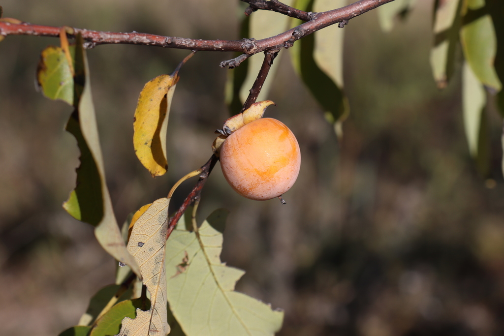 American persimmon from Frisco, TX, USA on October 12, 2019 at 10:25 AM ...