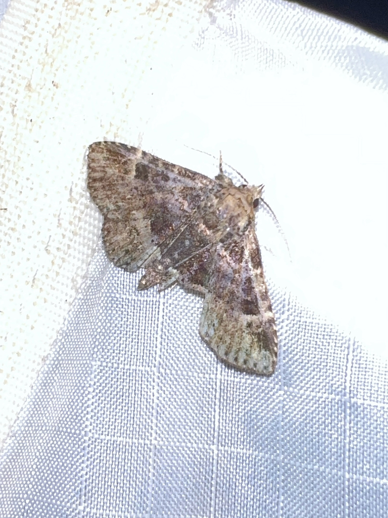 Common Fungus Moth from Scarlet Tanager Loop, Laurel, MD, US on July 18 ...