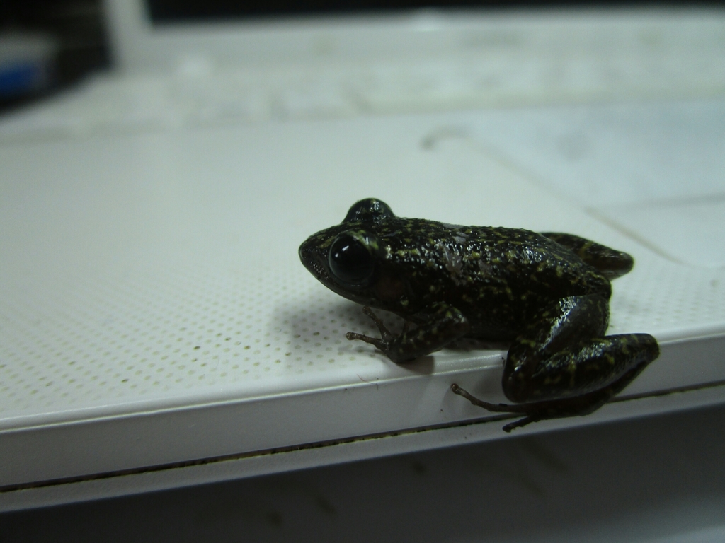 Ricord's Robber Frog (Herps of Oriental Cuba) · iNaturalist