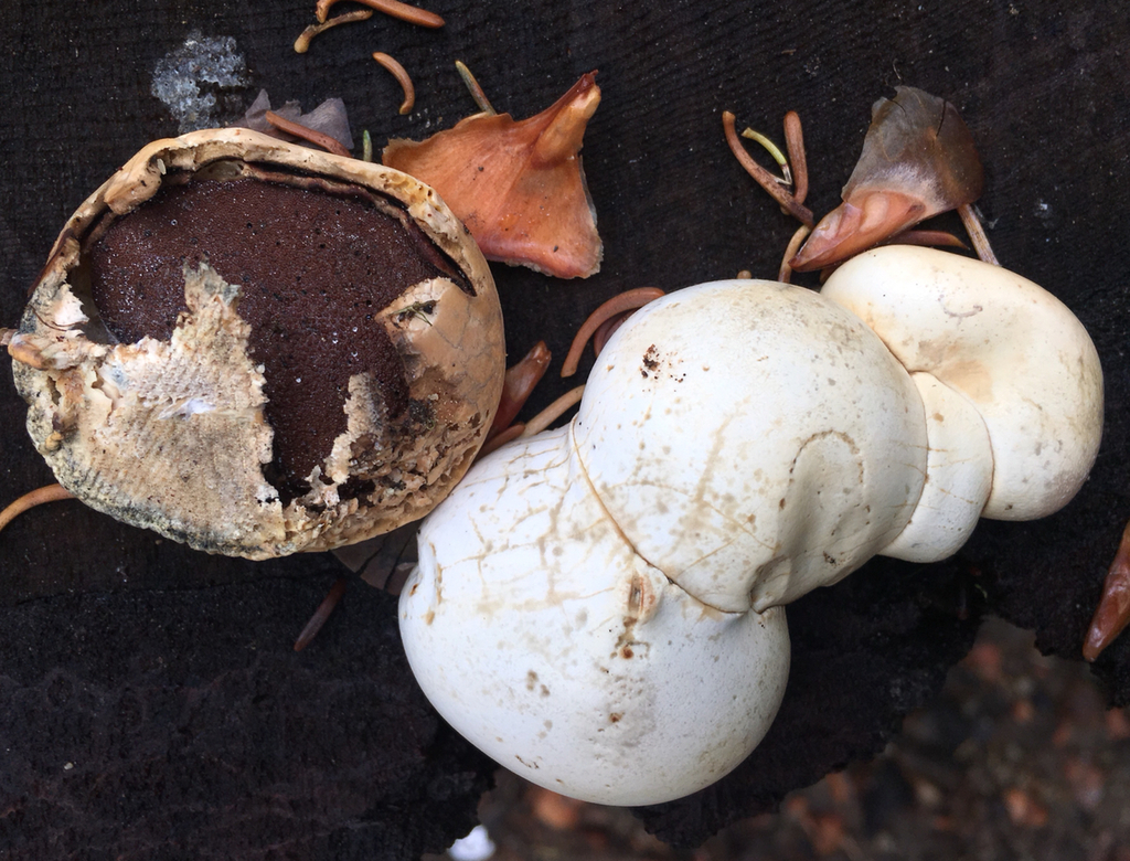 Veiled Polypore (Del Monte Forest Fungi and Plants) · iNaturalist