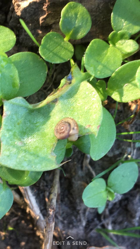 Polygyrid Snails from 75154, Red Oak, TX, US on October 30, 2016 at 10: ...