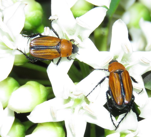 Phyllotocus scutellaris · iNaturalist