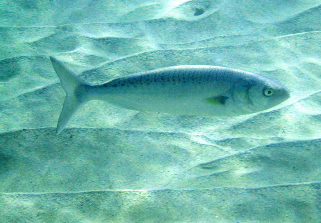 Eastern Australian Salmon (Fish of Randwick Council costal area: Coogee ...