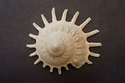 Sunburst Carrier Shell (Stellaria solaris) · iNaturalist