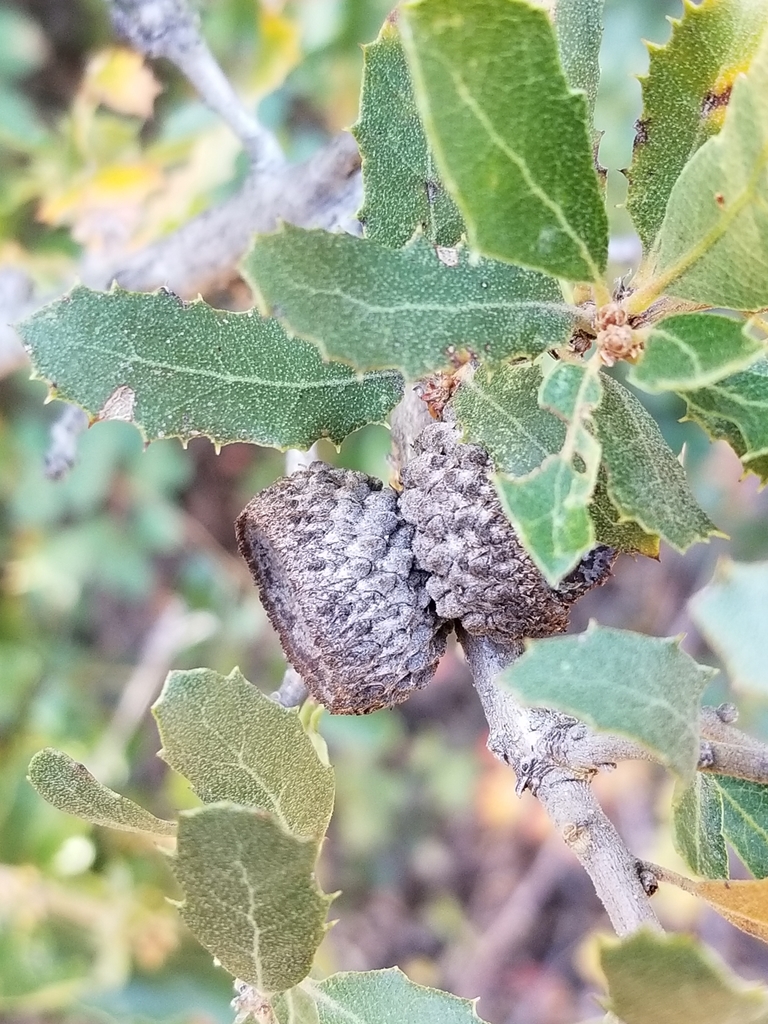 California scrub oak from San Bernardino National Forest, Riverside ...