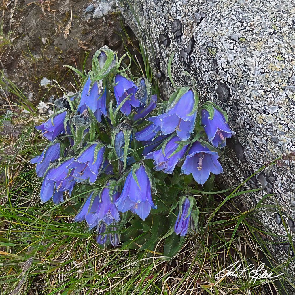 Alpine Bellflower (Campanula alpina) - Botanical Realm