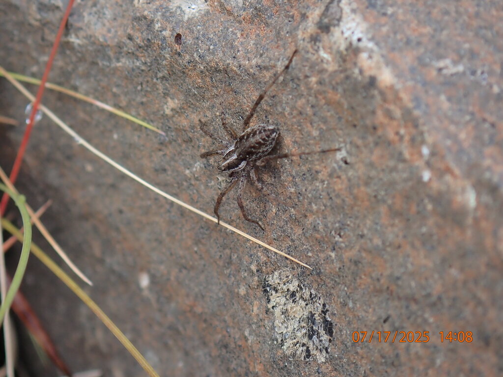 Thin-legged Wolf Spiders from Húnaþing vestra, Iceland on July 17, 2025 ...