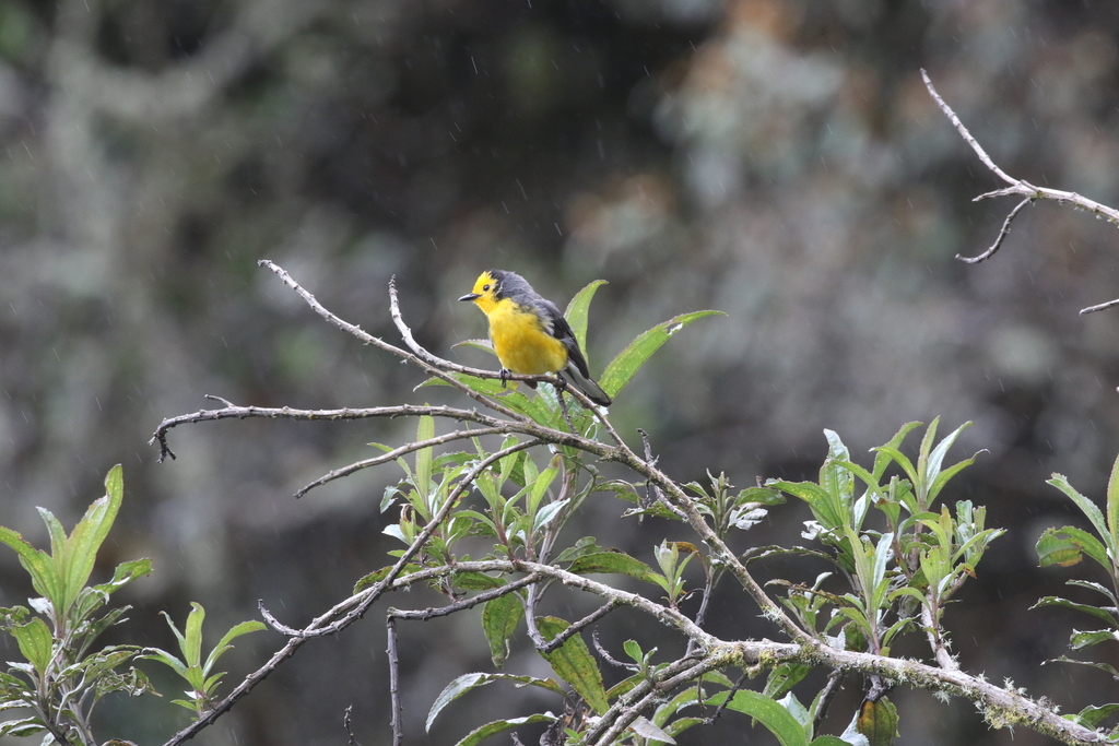 Golden-fronted Redstart from Villamaría, Caldas, Colombia on July 11 ...