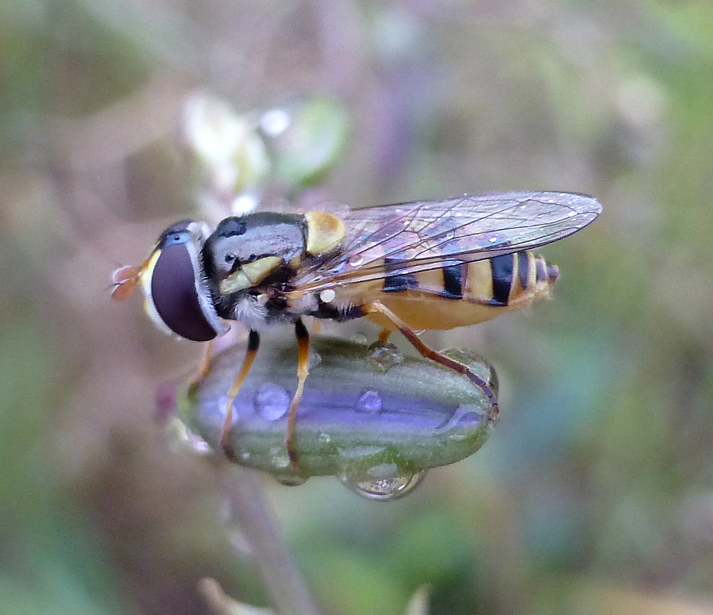 Hover Flies from Melbourne Victoria, Australien on October 26, 2015 at ...