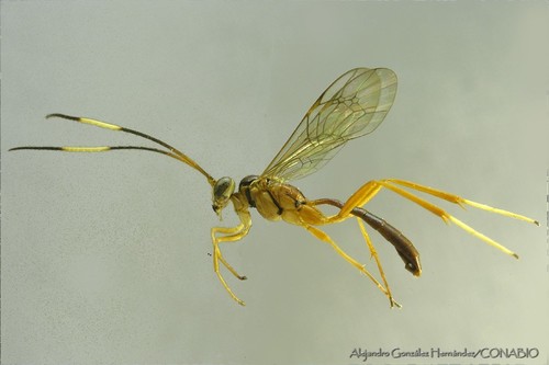 Genus Cestrus · iNaturalist