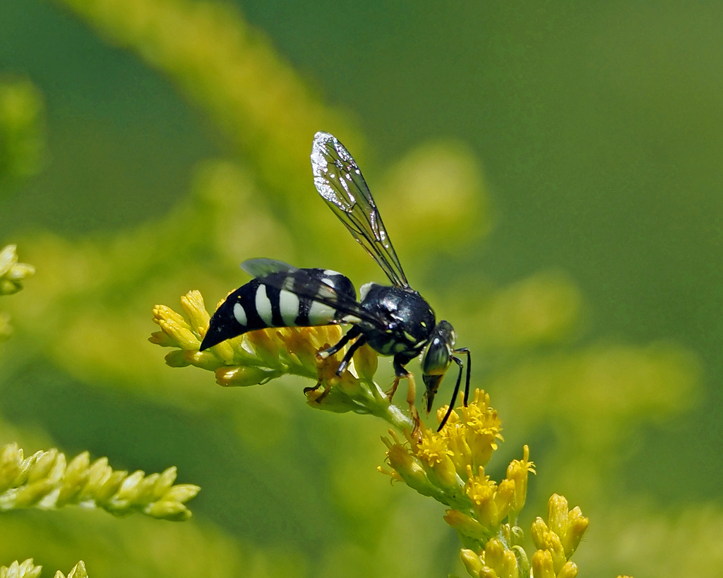Four-banded Stink Bug Wasp from Salem, NH 03079, USA on July 19, 2025 ...