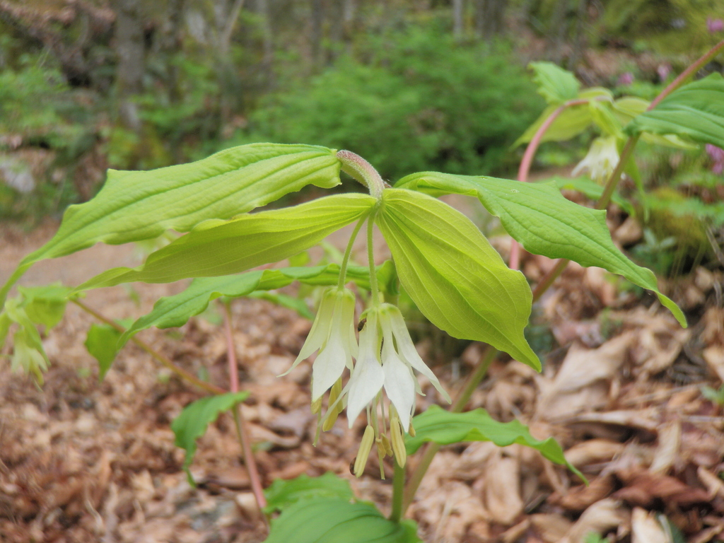 Hooker's fairybells from Squamish, BC, Canada on April 29, 2012 at 10: ...