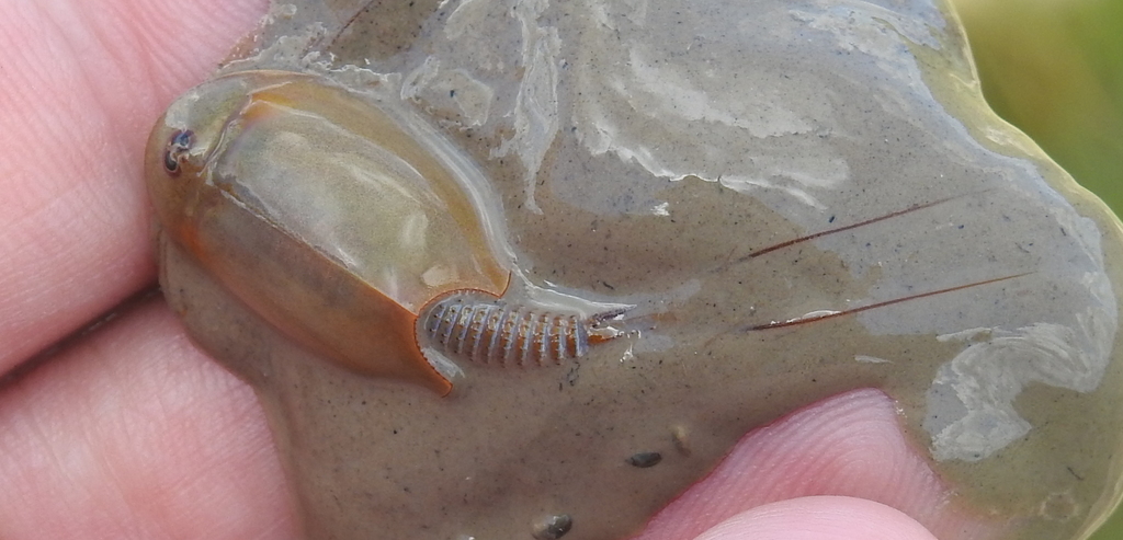 shield shrimp from Clunes VIC 3370, Australia on October 12, 2019 at 12 ...