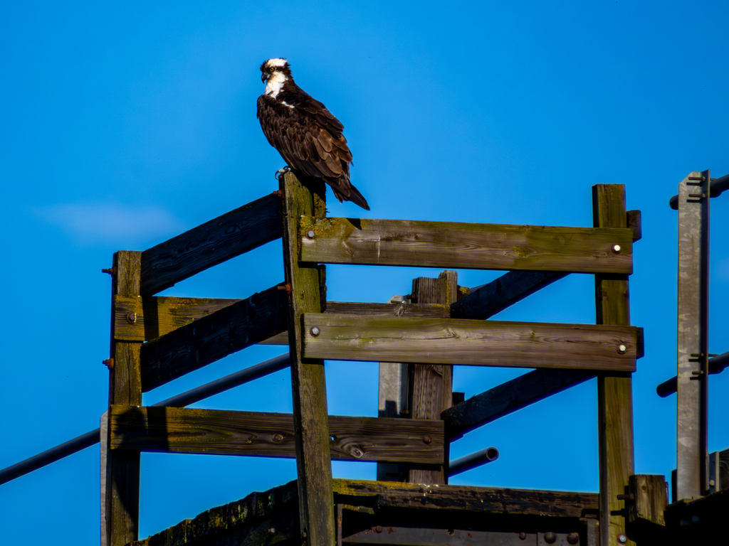 Osprey from Cambridge, ON, Canada on July 19, 2025 at 08:11 AM by Shaun ...