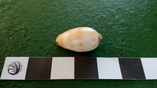 Notocypraea dissecta · iNaturalist
