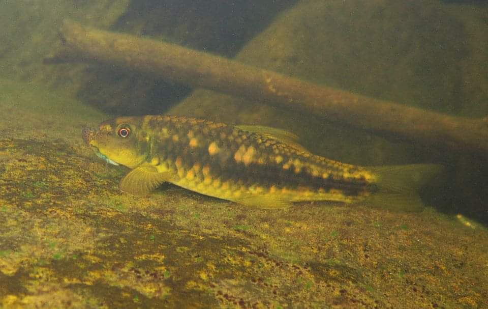 Garras (Garra) - Marine Life Identification