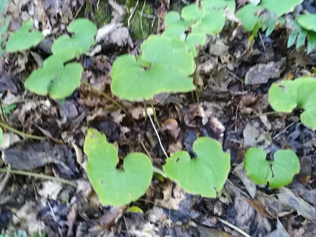 Canadian wild ginger from Stone County, AR, USA on October 12, 2019 at ...