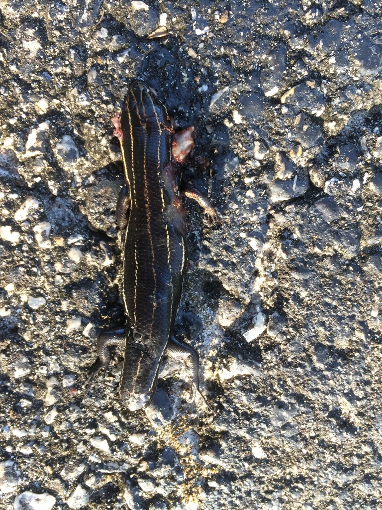 Southeastern Five-lined Skink from Baldwin County, AL, USA on September ...
