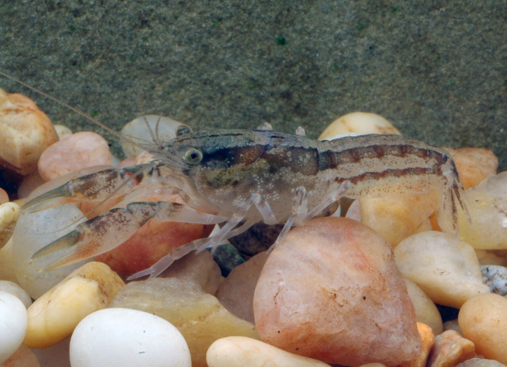 Swamp Dwarf Crayfish from 18449 Kermier Rd, Waller, TX 77484, USA on ...