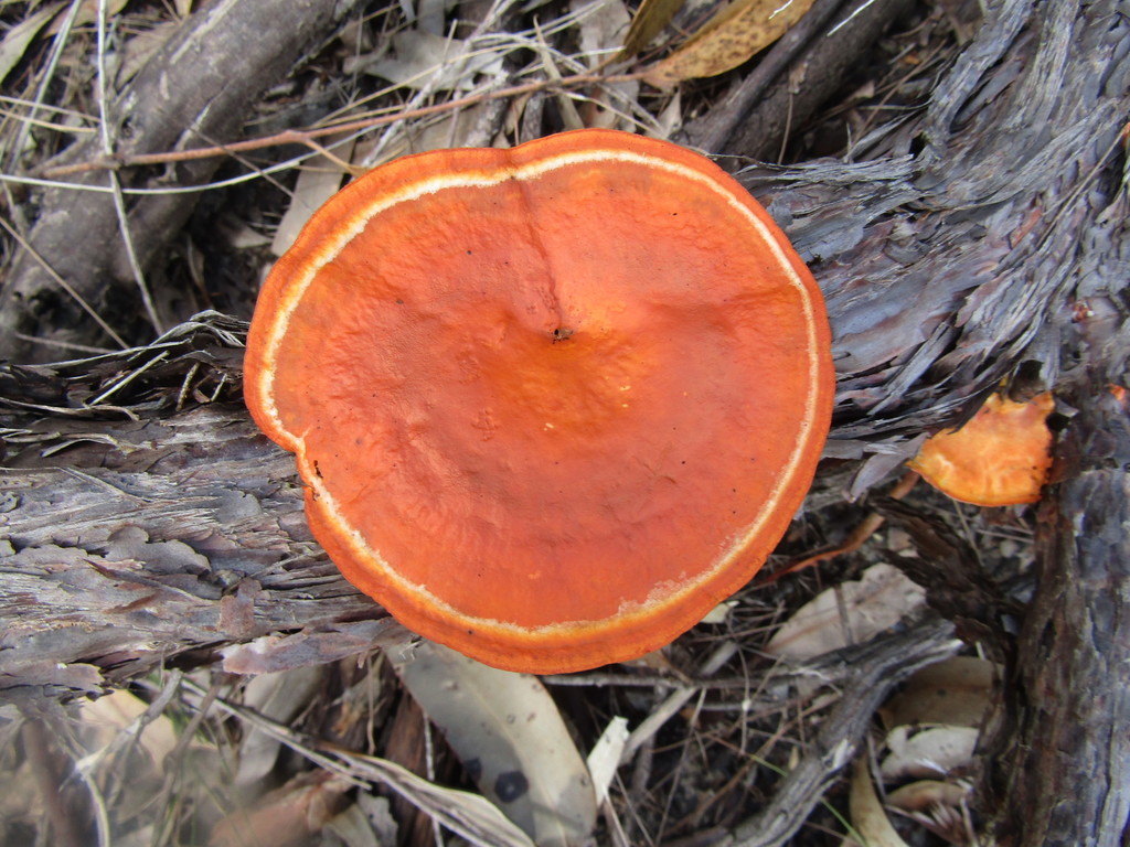 Southern Cinnabar Polypore from Central Coast NSW, Australia on October ...