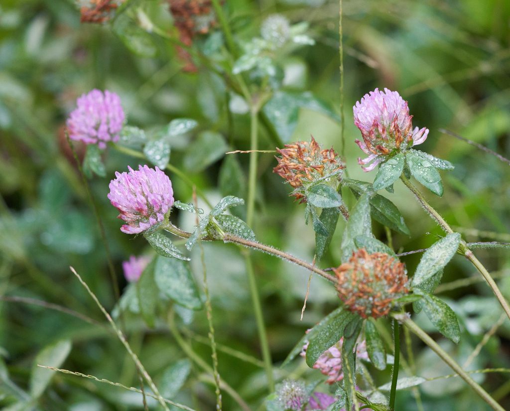 red clover (Wildflowers of Southeast Michigan) · iNaturalist