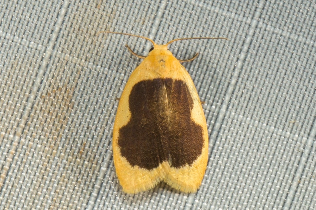 Halone bifornica from Sarawak, Malaysia on April 12, 2018 at 01:39 AM ...