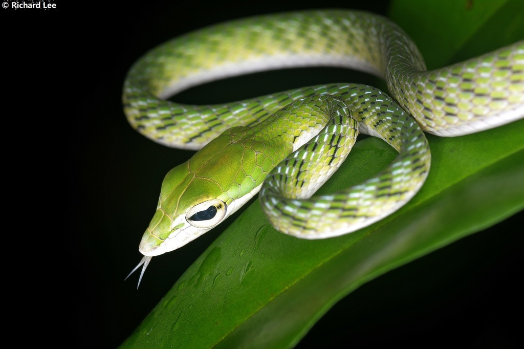 Malayan Green Whipsnake (Ahaetulla mycterizans) - Snakes and Lizards