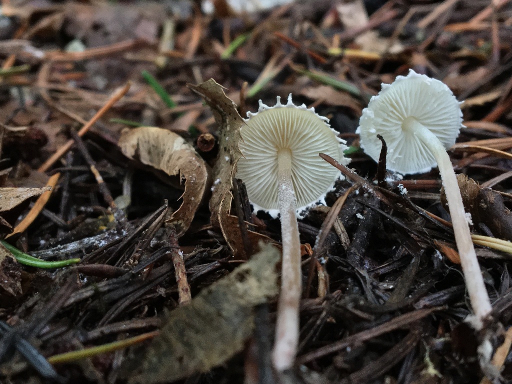 bearded dapperling from Thurston County, WA, USA on October 12, 2019 at ...