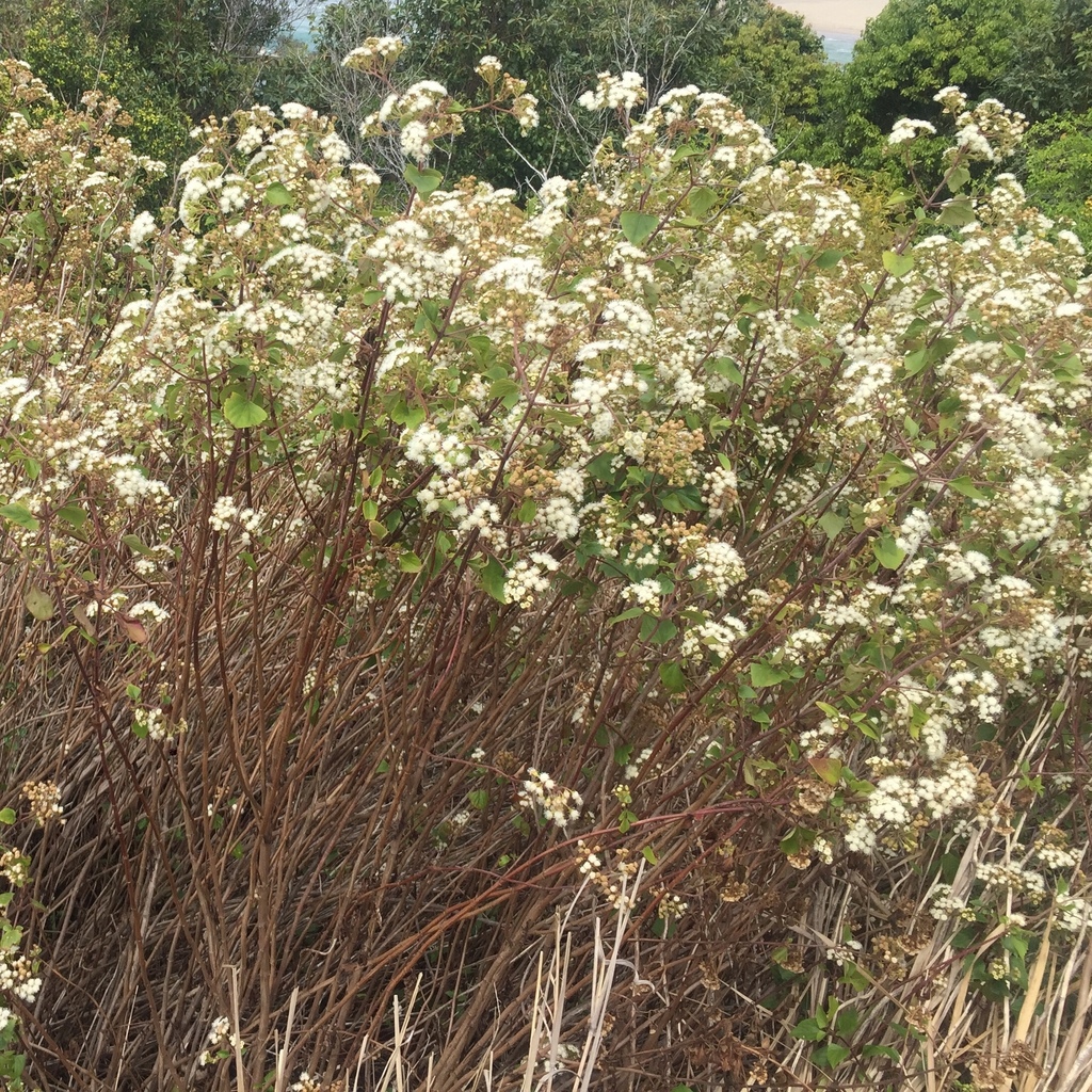 sticky snakeroot from Recreation Reserve, Nambucca Heads, NSW, AU on ...