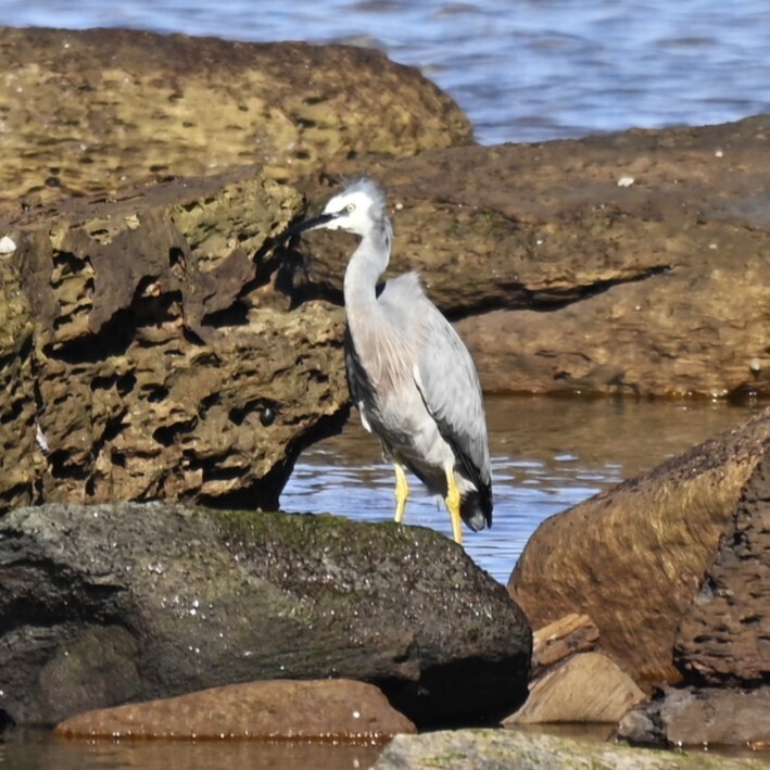 White-faced Heron from Warringah, AU-NS, AU on July 20, 2025 at 01:20 ...