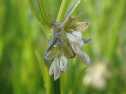 Twiggy Stinkweed (Opercularia turpis) · iNaturalist