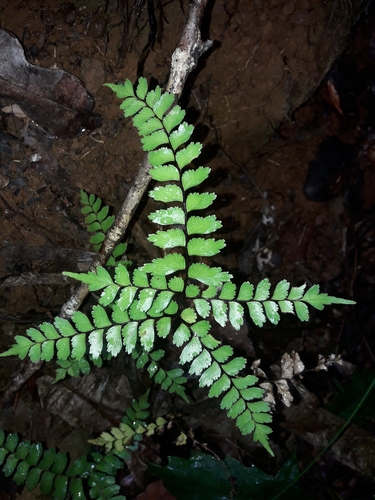 Lindsaea nervosa · iNaturalist