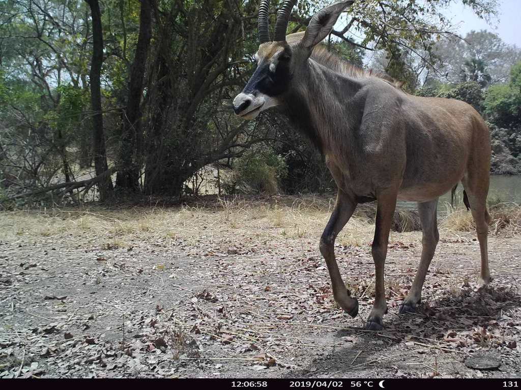 Western Roan Antelope (Hippotragus equinus koba) - Know Your Mammals