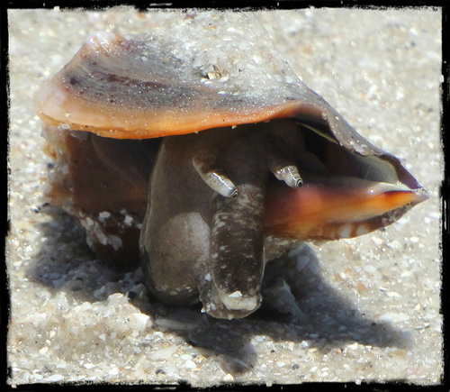 Florida Fighting Conch (MatBio: MOLLUSKS - Matanzas Biodiversity ...