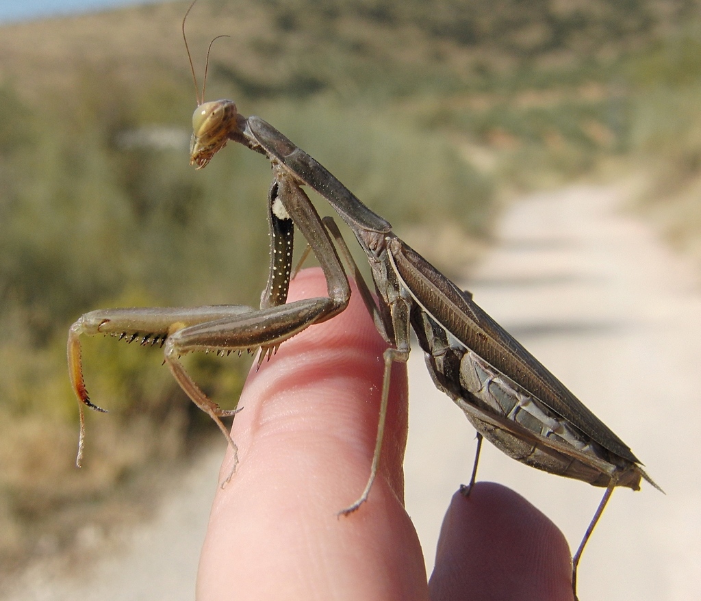European Mantis from Loja, Provinz Granada, Spanien on October 12, 2019 ...