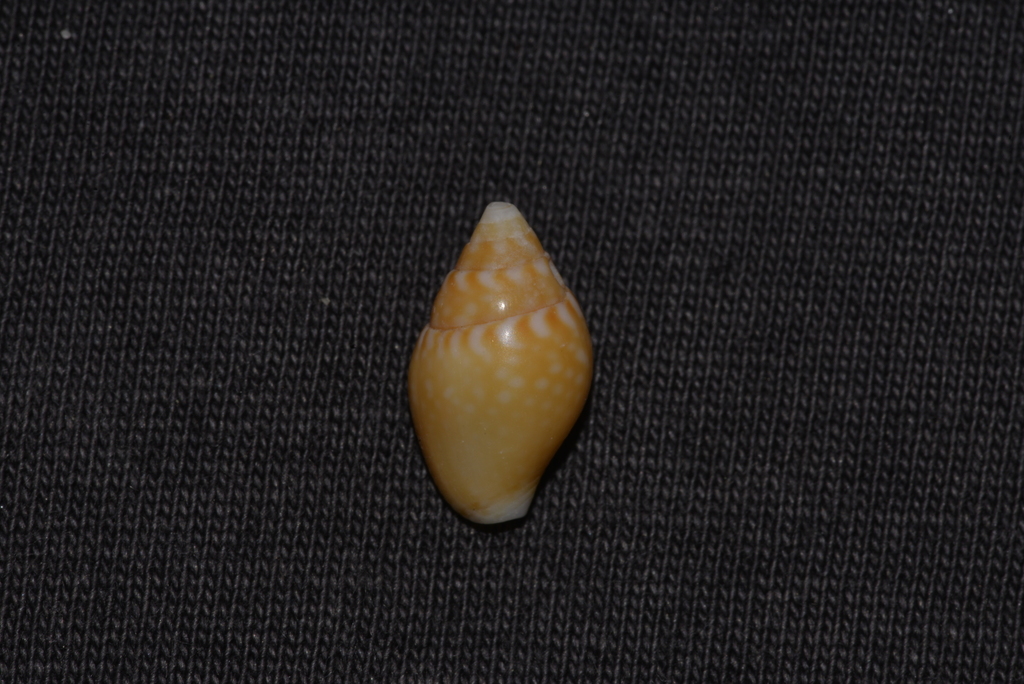 Tortoise Dove Shell from New South Wales, Australia on September 7 ...