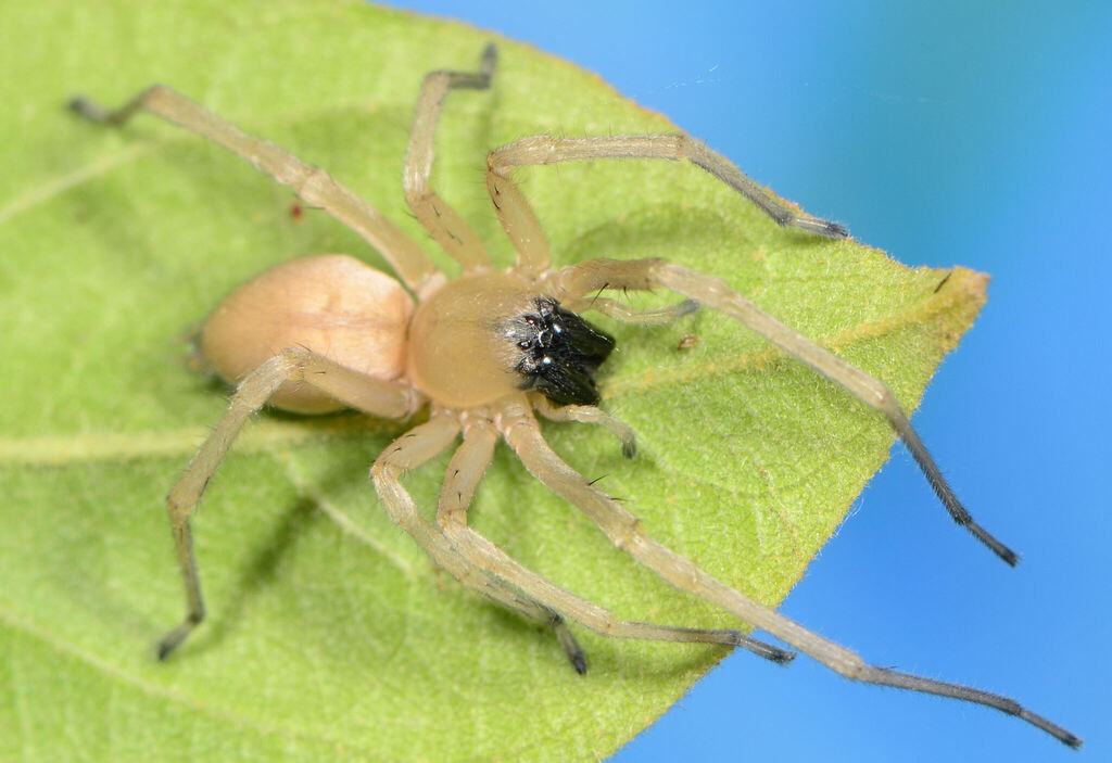 Common House Sac Spider from Irene on September 02, 2014 at 12:22 PM by ...