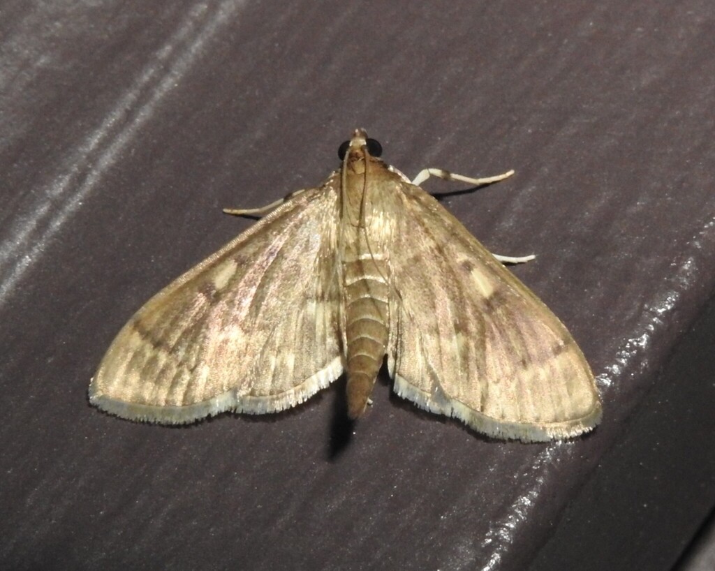 Serpentine Webworm Moth from Town of Rockingham, VT, USA on July 19 ...