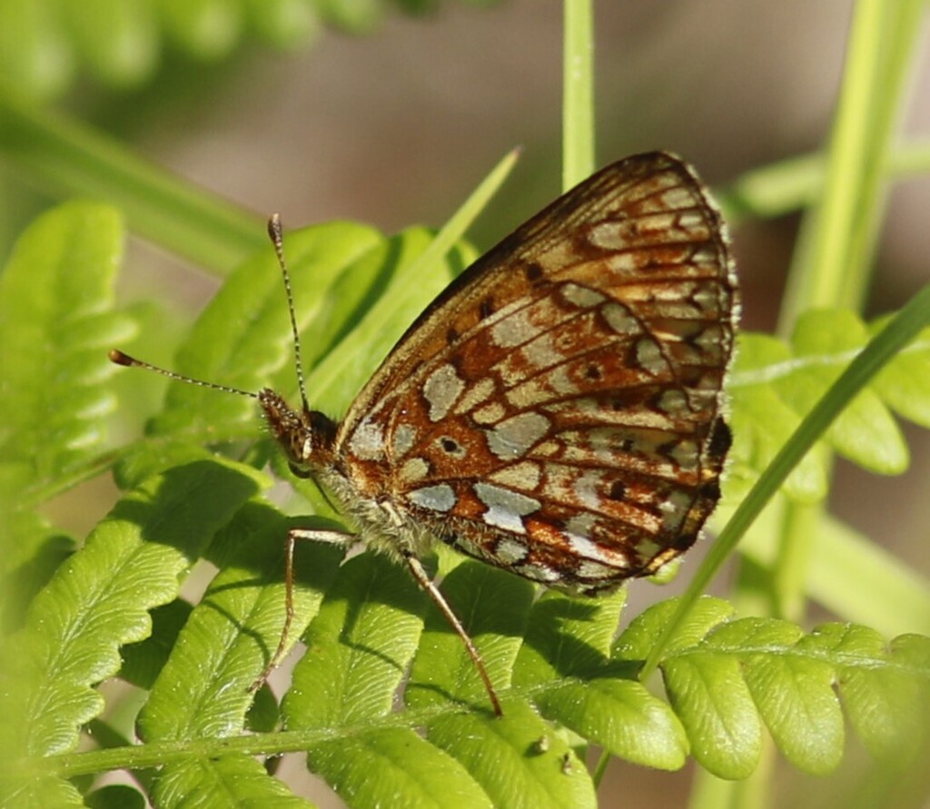 American Silver-bordered Fritillary in June 2025 by rnat · iNaturalist