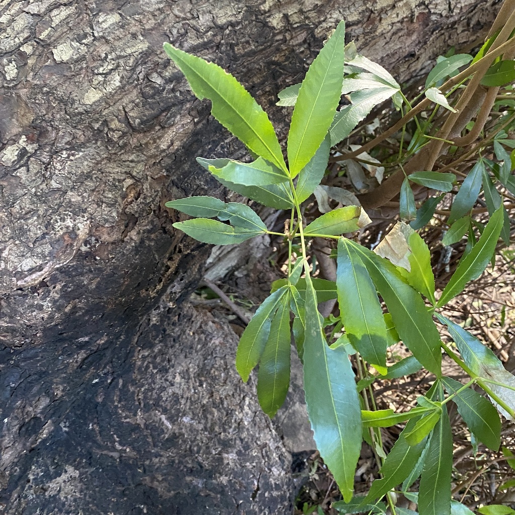 Witels from Harold Porter National Botanical Gardens, Betty's Bay ...